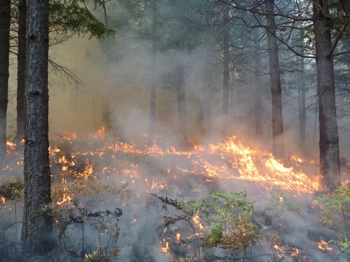 Fire-Adapted Ecosystems | Climate Change Response Framework